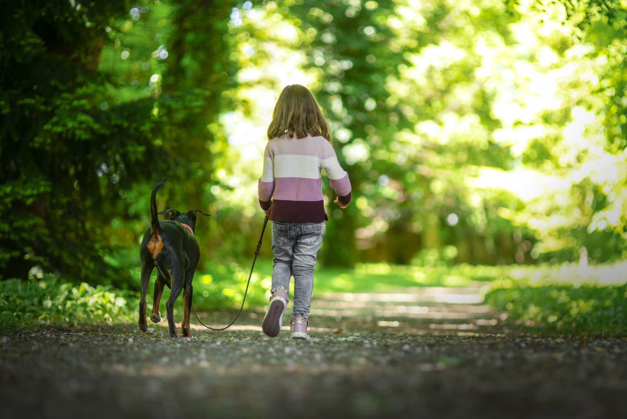 Hund zieht an der Leine? Nutze dieses effektive 5-Schritte-Training