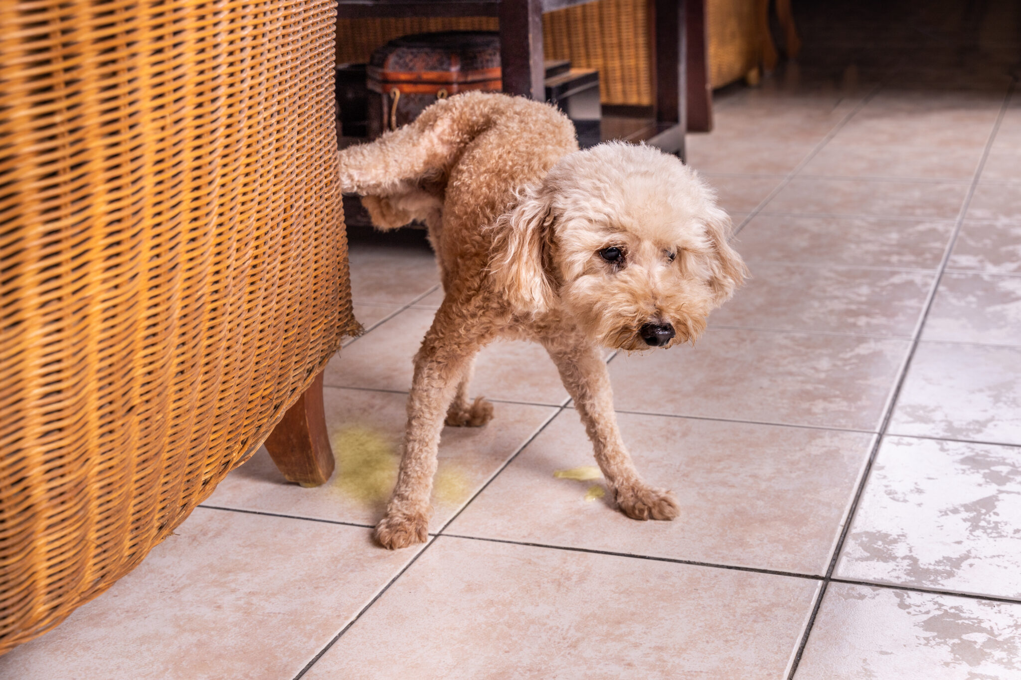 Dein Hund markiert in die Wohnung? Die 3 echten Ursachen & Tipps